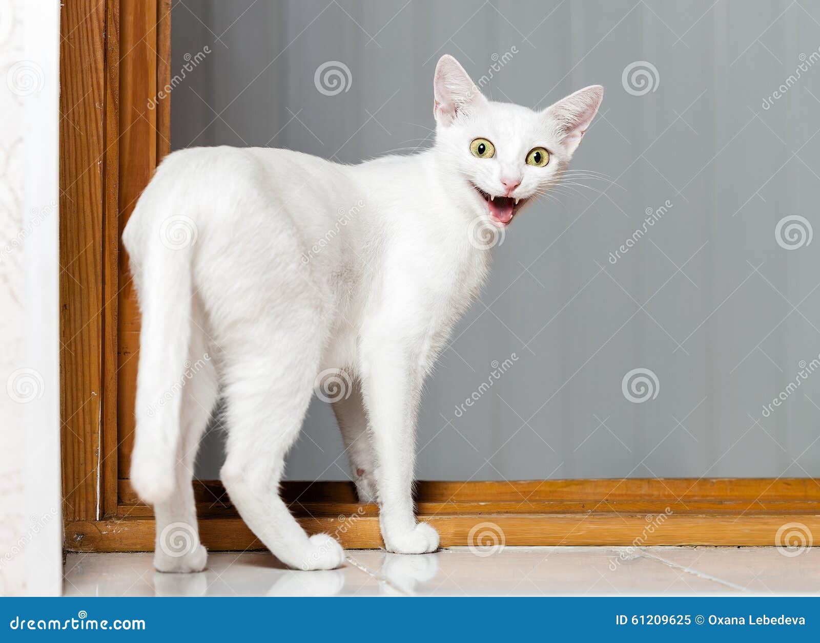 Gato loco divertido imagen de archivo. Imagen de ojos - 61209625