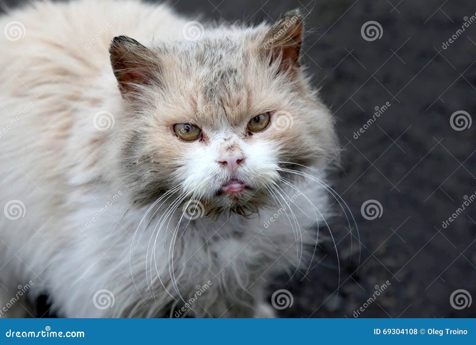 Gato Mal-humorado Da Rua Desabrigada Suja Foto de Stock - Imagem de ...