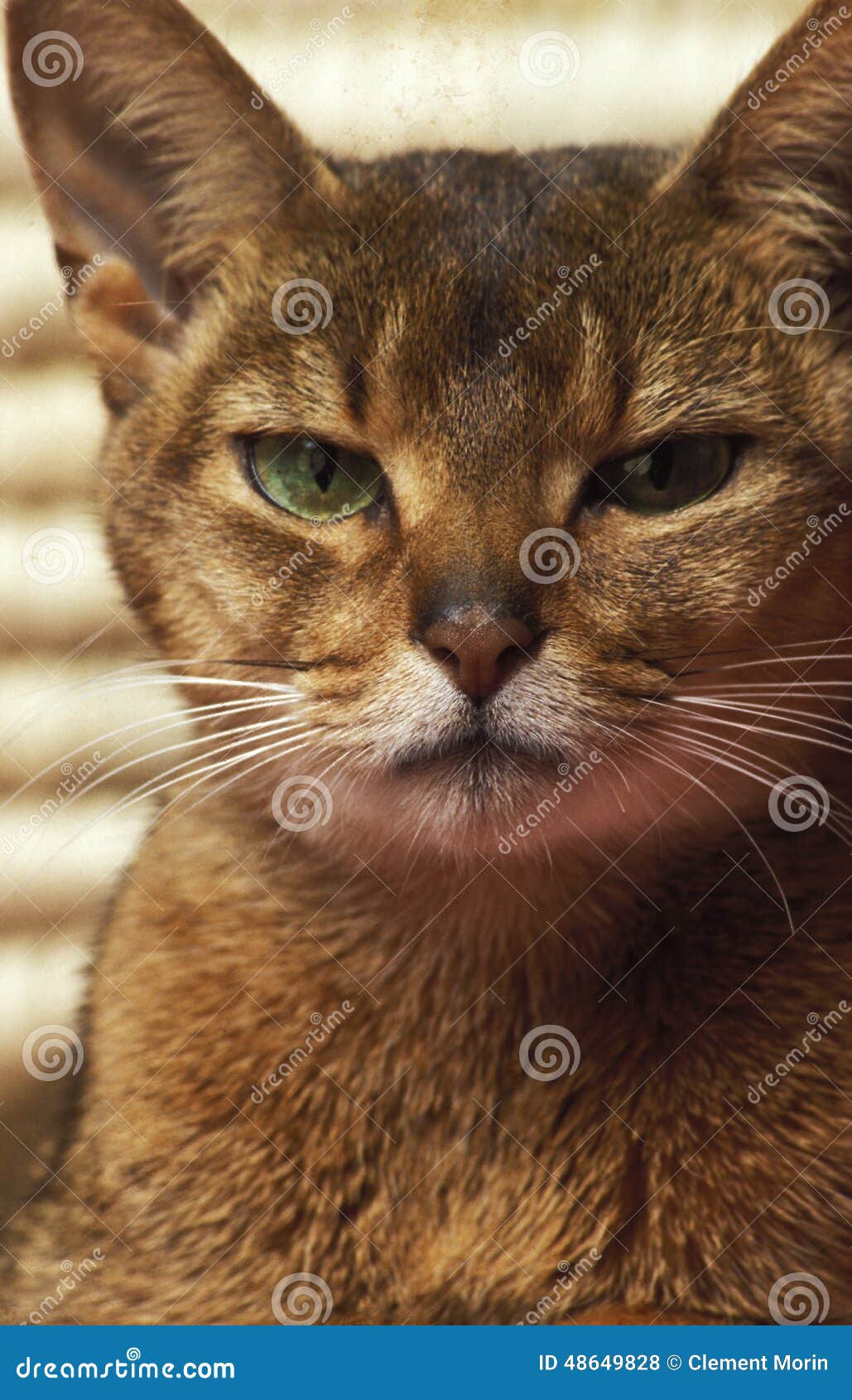 Gato malo foto de archivo. Imagen de medio, enojado, longhair - 48649828