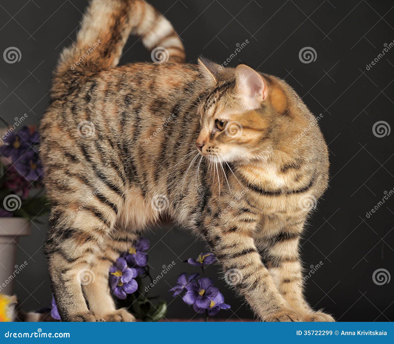 Gato Marrom Bonito Entre As Flores Imagem de Stock - Imagem de verde ...