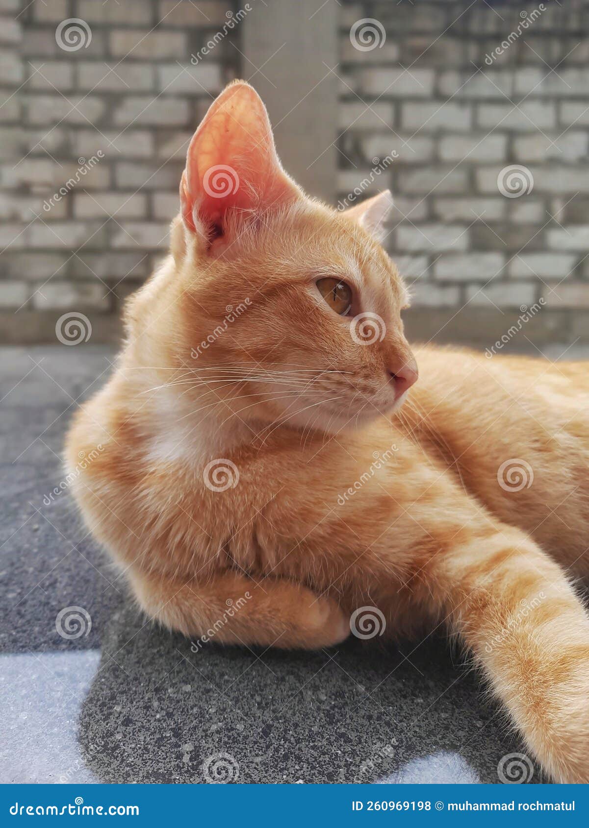 Gato Marrom Com Olhos Afiados Foto de Stock - Imagem de pele, marrom ...