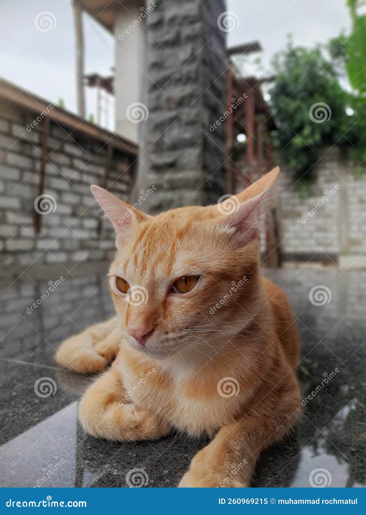 Gato Marrom Com Olhos Afiados Imagem de Stock - Imagem de olhos ...