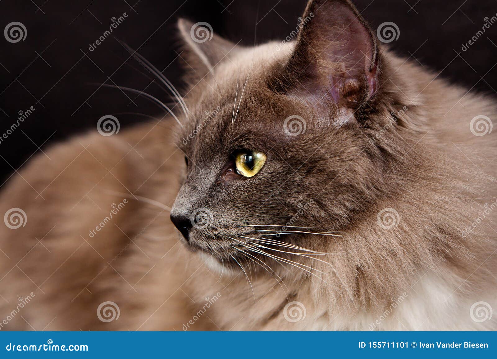 Gato Marrom Deitado Ao Fundo Negro Imagem de Stock - Imagem de câmara ...