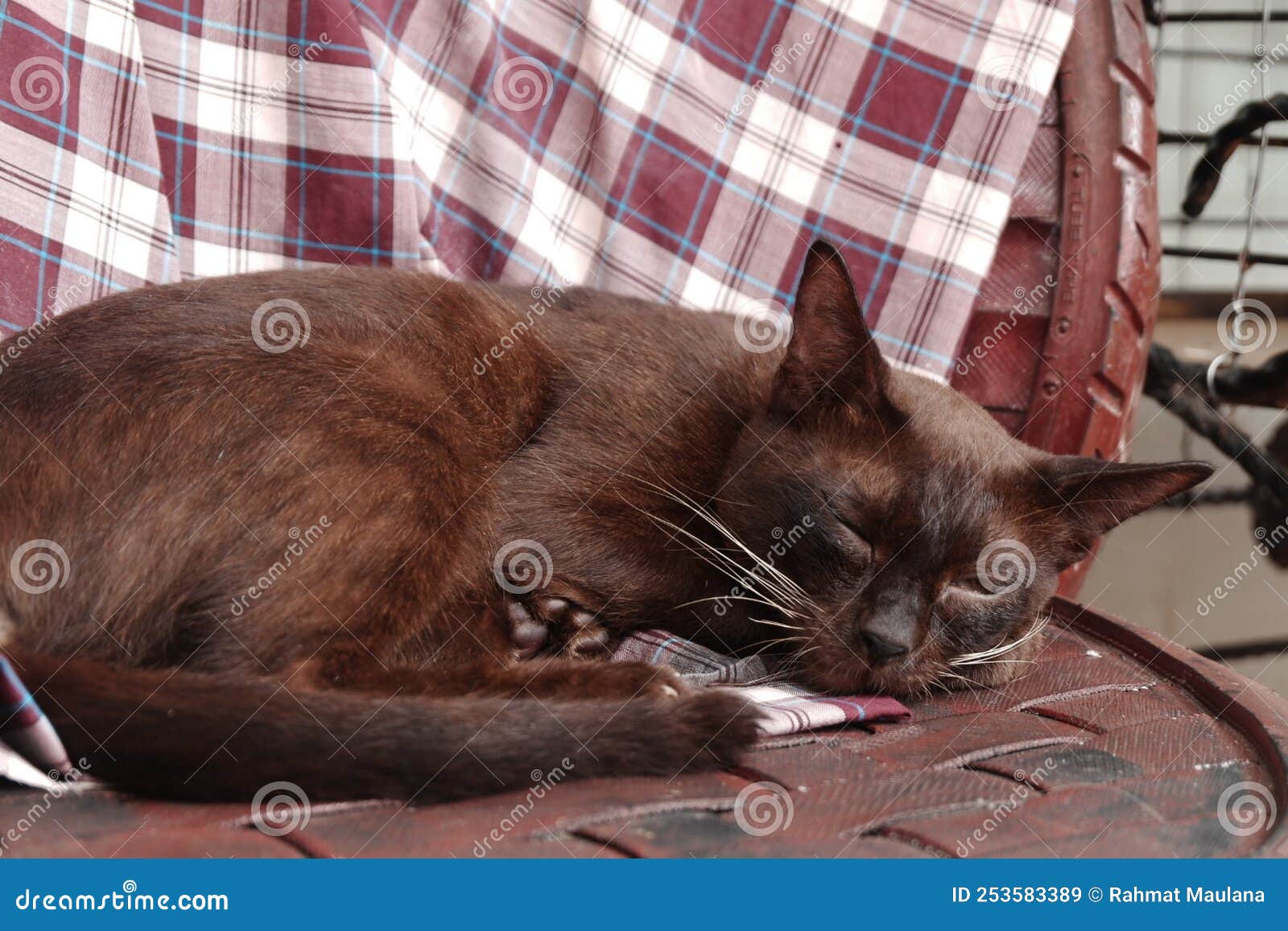 Gato Marrom Dormindo Na Cadeira Imagem de Stock - Imagem de cadeira ...