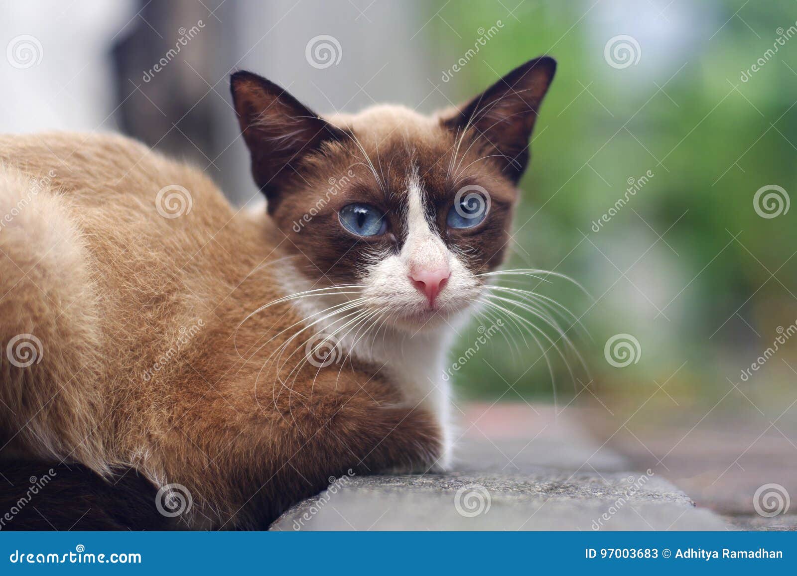Gato Marrom Dos Olhos Azuis Imagem de Stock - Imagem de bonito, marrom ...