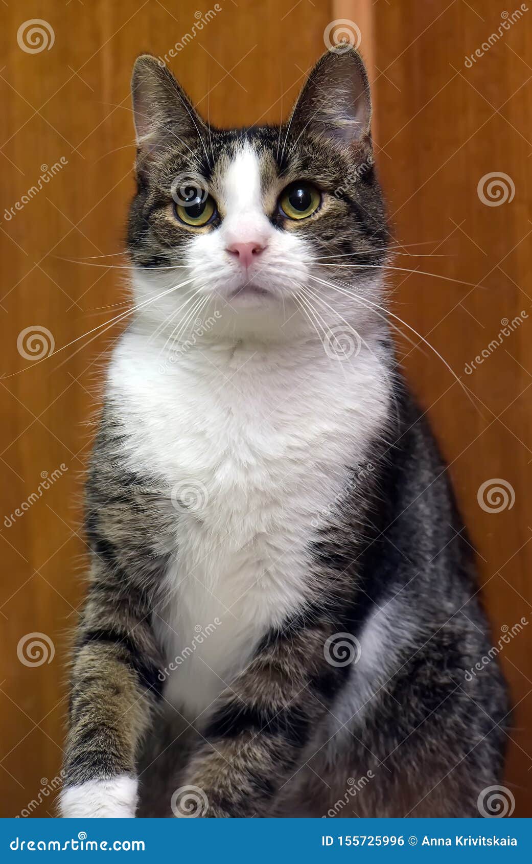 Gato marrom e branco foto de stock. Imagem de povos - 155725996