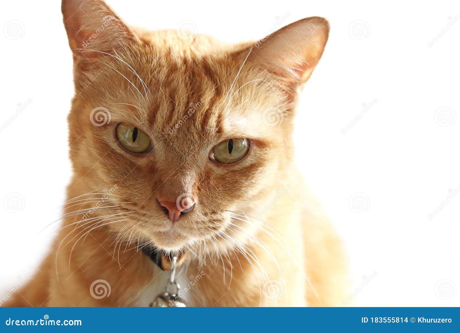 Gato marrom em branco foto de stock. Imagem de felino - 183555814