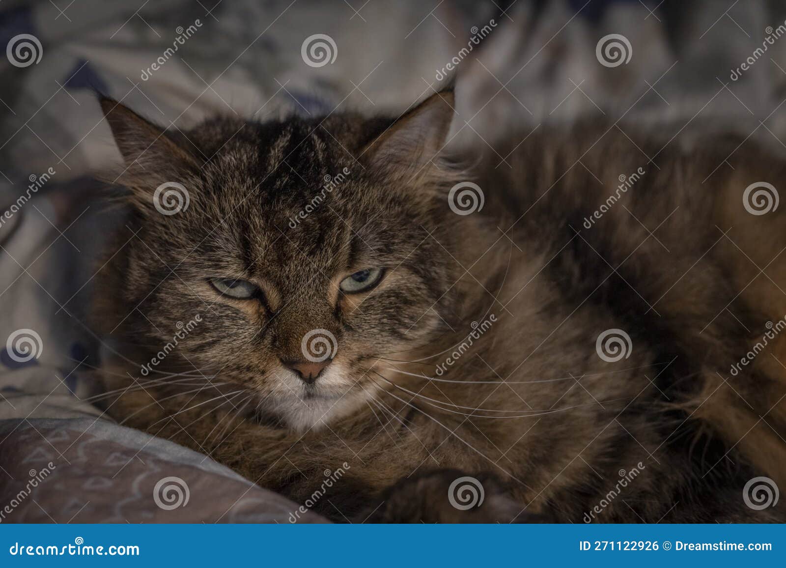 Gato Marrom Em Capas Brancas Na Cama Foto de Stock - Imagem de nave ...