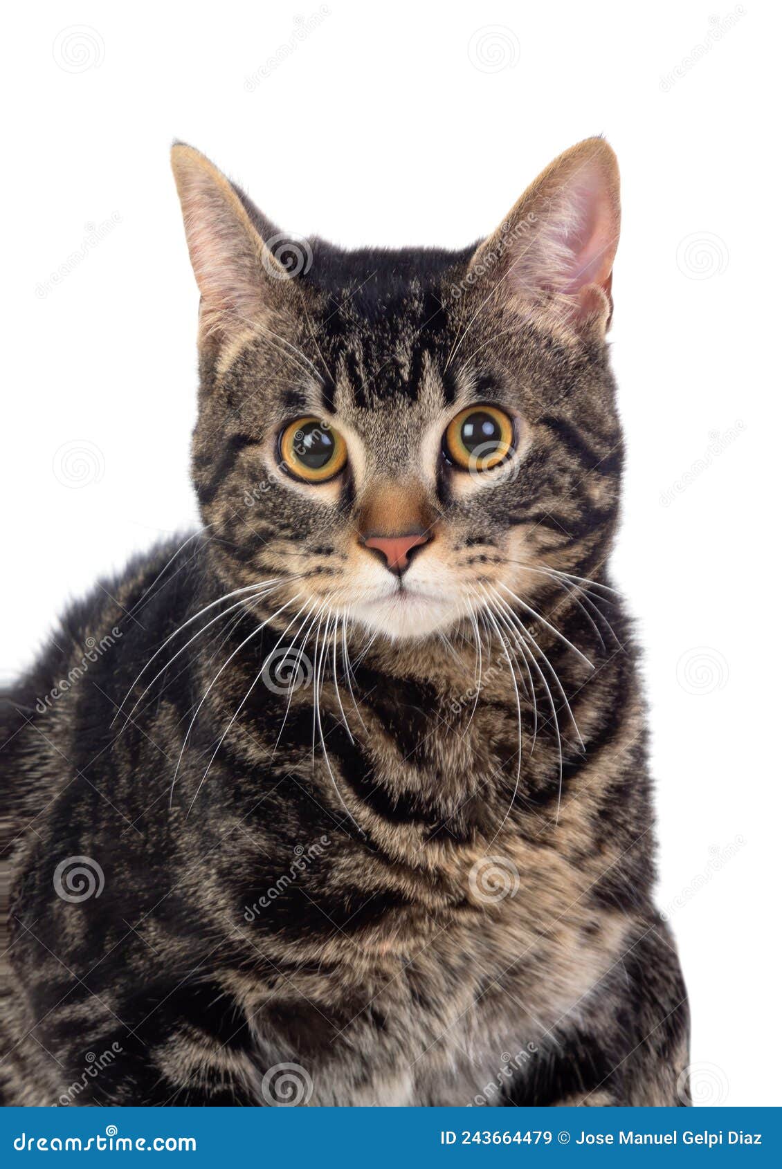 Gato marrom grave imagem de stock. Imagem de bonito - 243664479