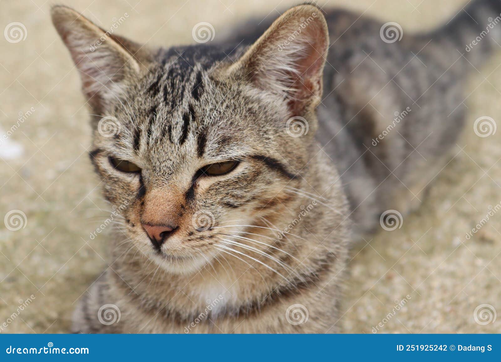 Gato marrom na areia foto de stock. Imagem de assoalho - 251925242