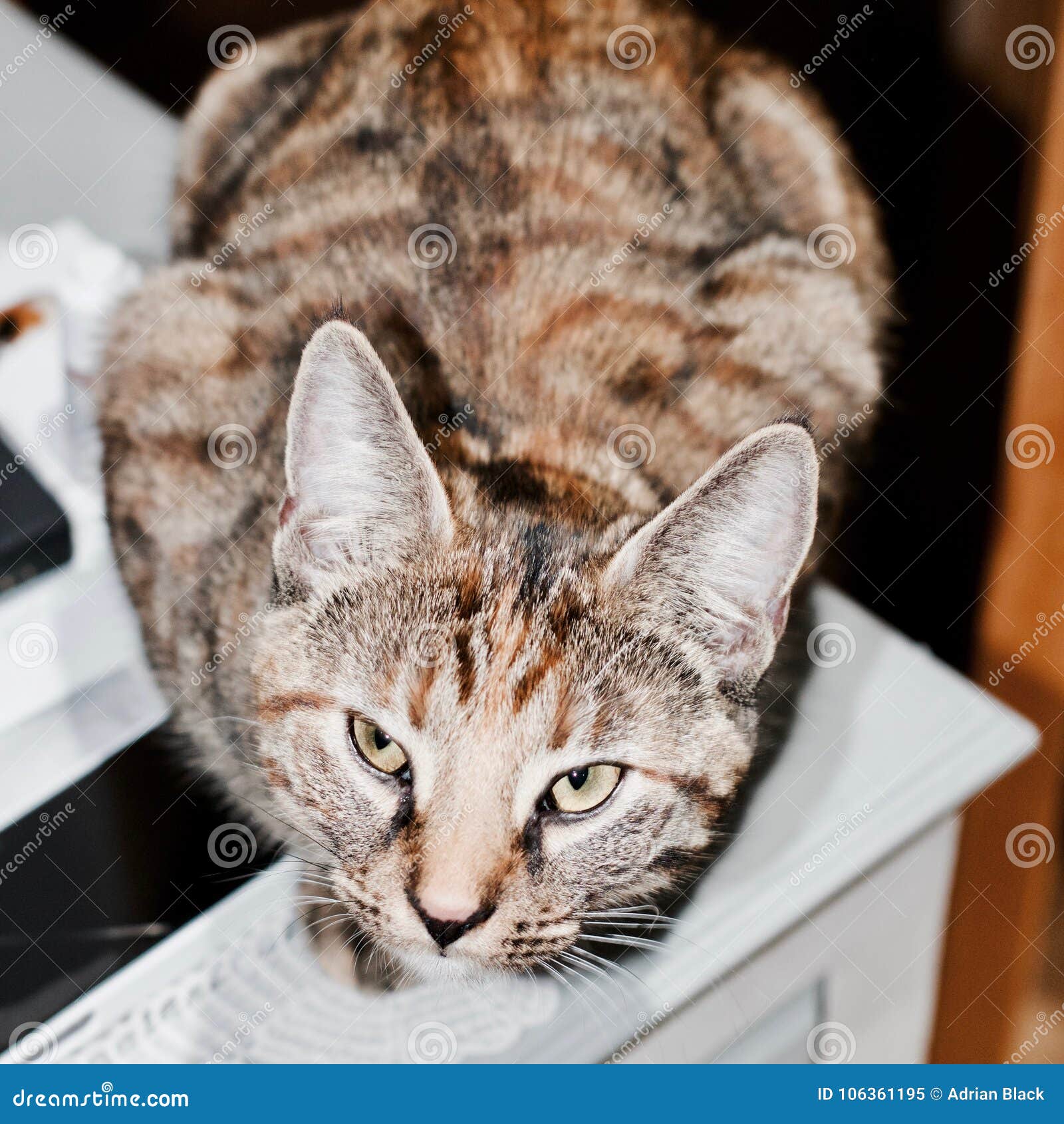 Gato marrom novo imagem de stock. Imagem de bengala - 106361195