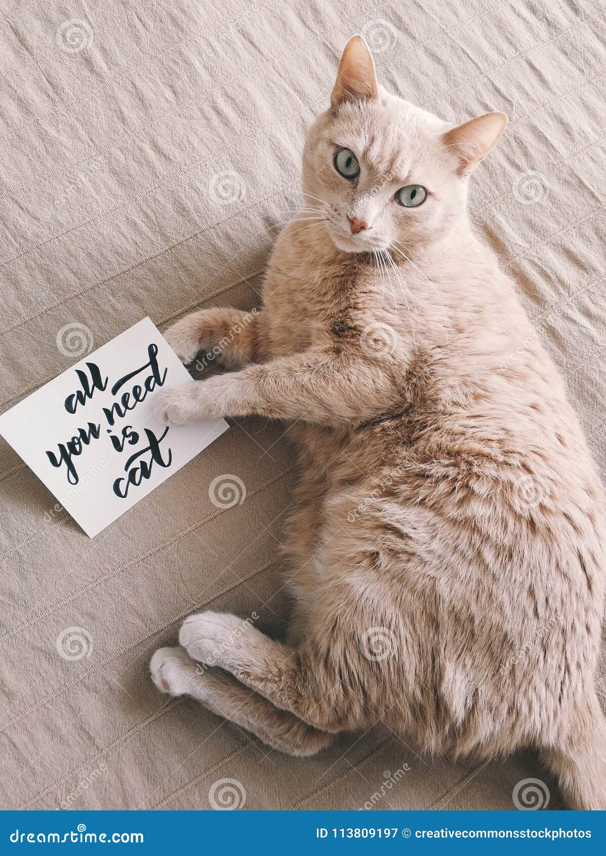 Gato Marrom Revestido A Meio Imagem. Imagem: 113809197