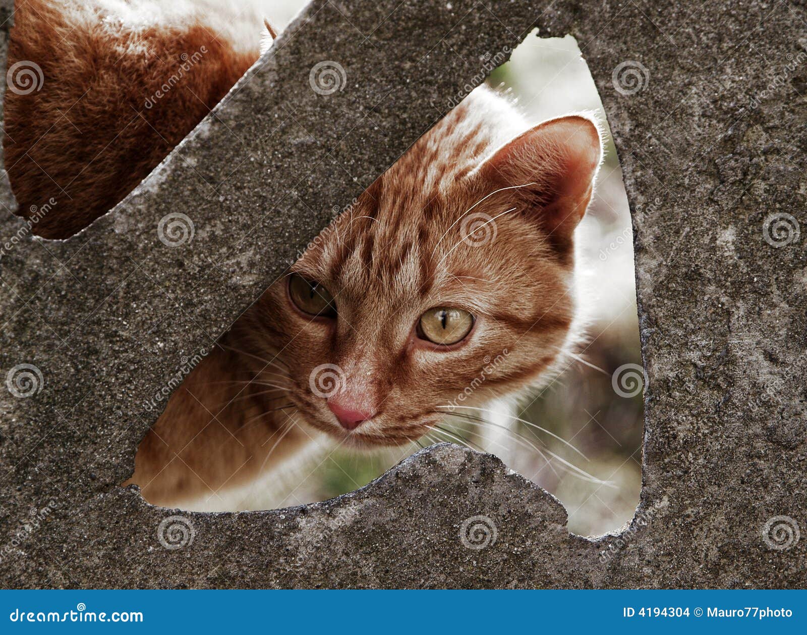 Gato marrom selvagem foto de stock. Imagem de curioso - 4194304