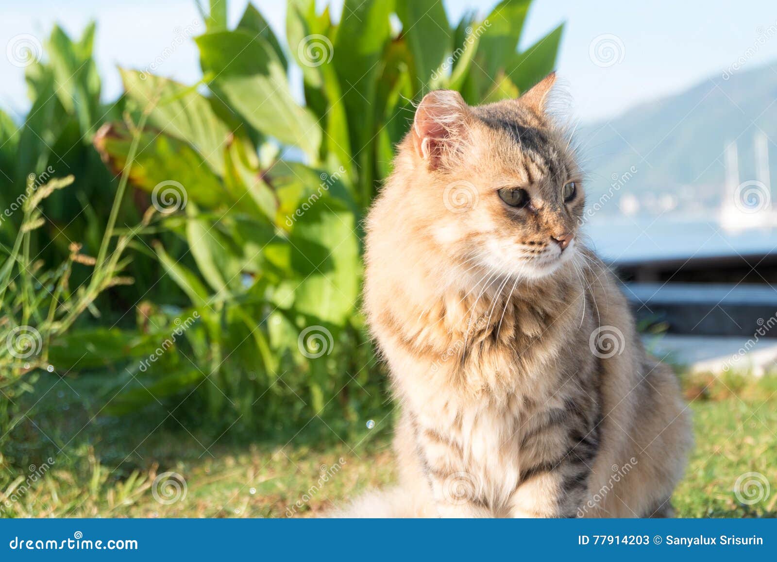 Gato Marrom Selvagem No Gramado Imagem de Stock - Imagem de europeu ...