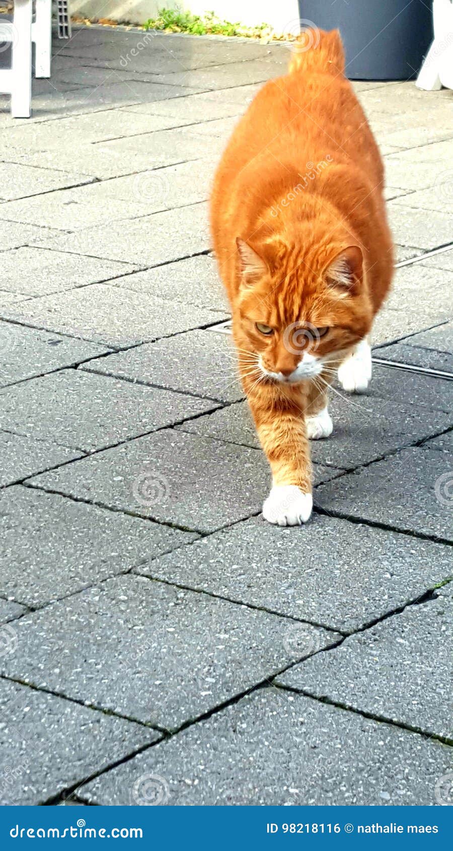 Gato masculino Oliver foto de stock. Imagem de oleiro - 98218116
