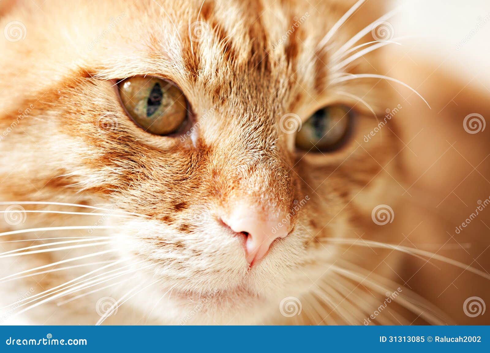 Gato masculino rojo imagen de archivo. Imagen de piel - 31313085