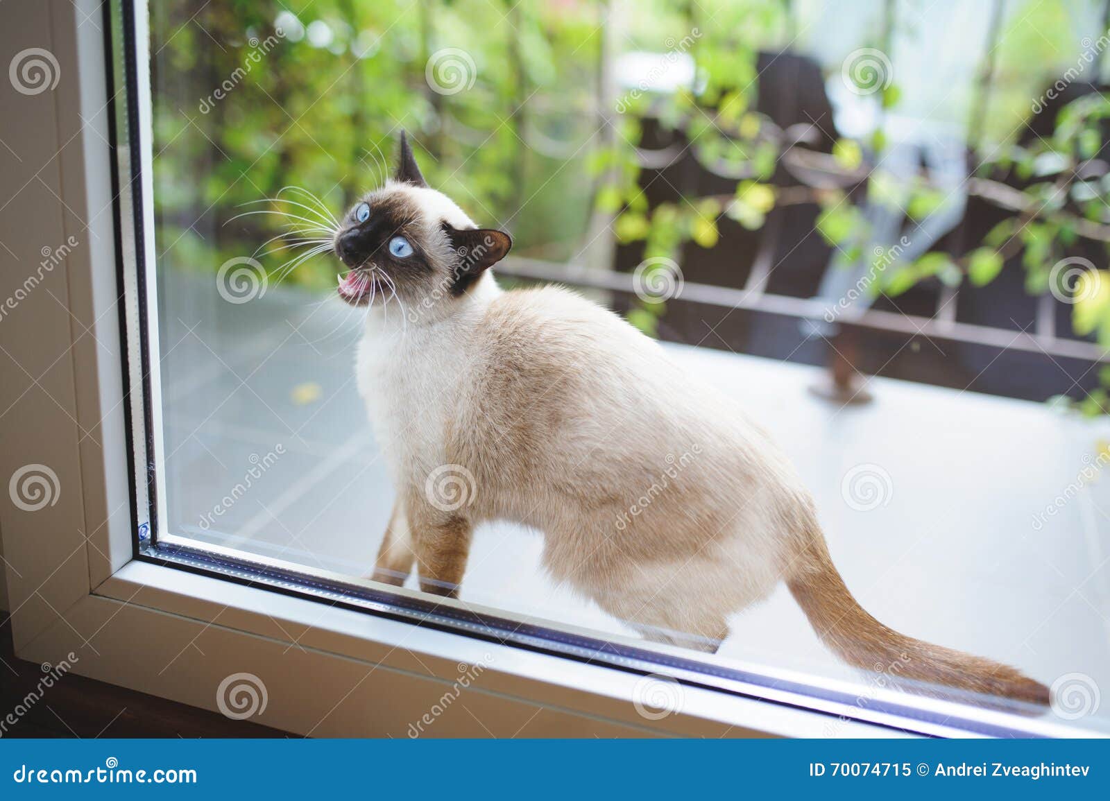 Gato Mewing imagem de stock. Imagem de remo, grama, vertebrado - 70074715