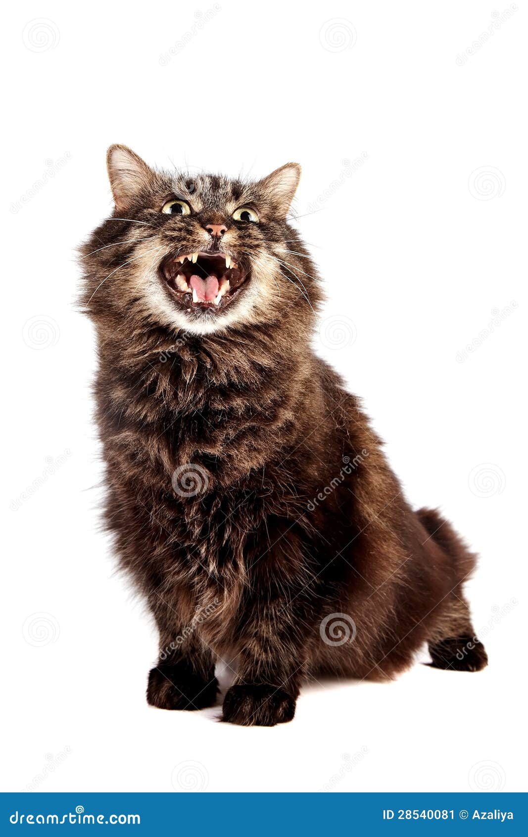 Gato mewing macio imagem de stock. Imagem de vertebrado - 28540081