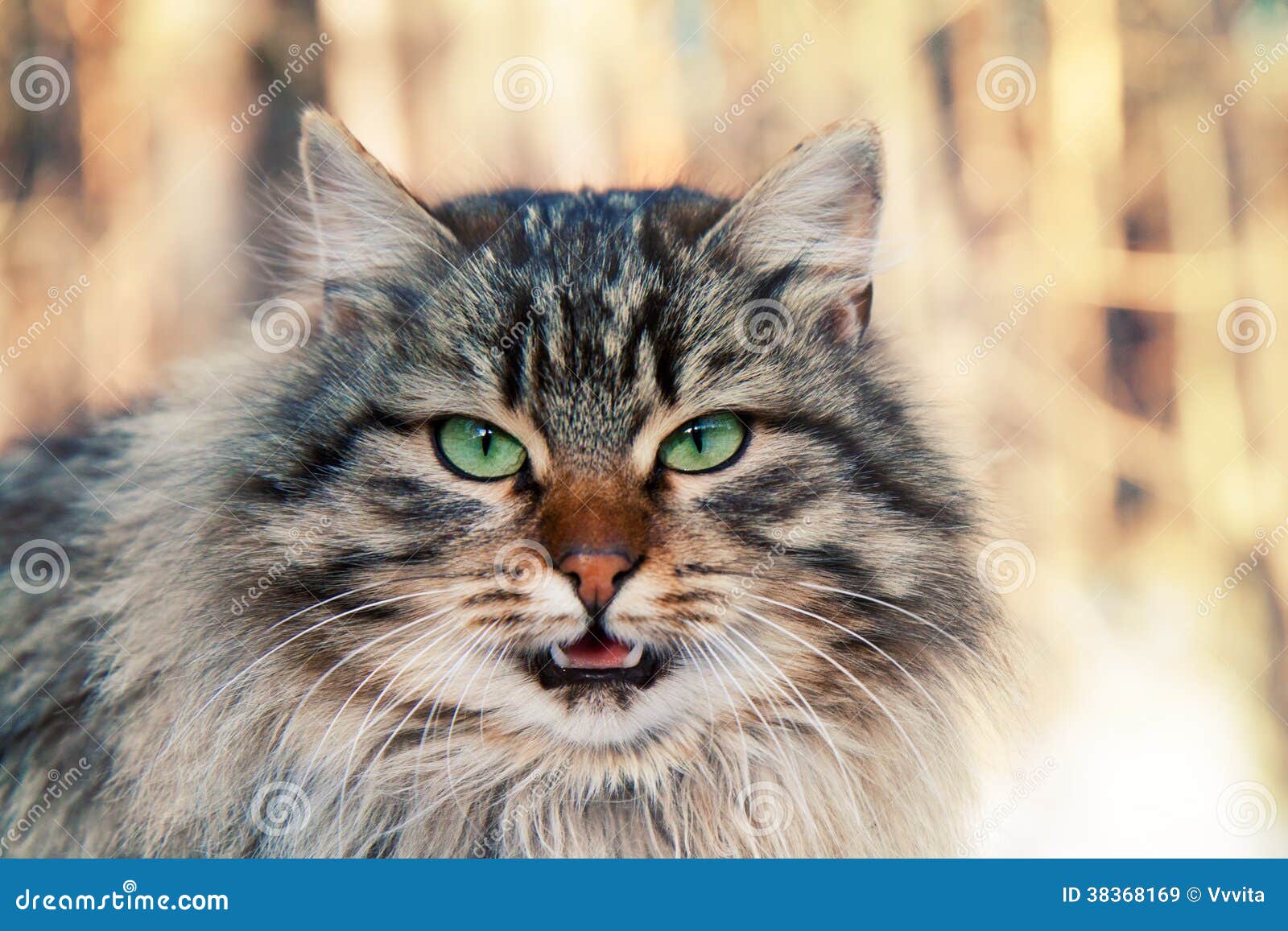 Gato miando selvagem imagem de stock. Imagem de adulto - 38368169