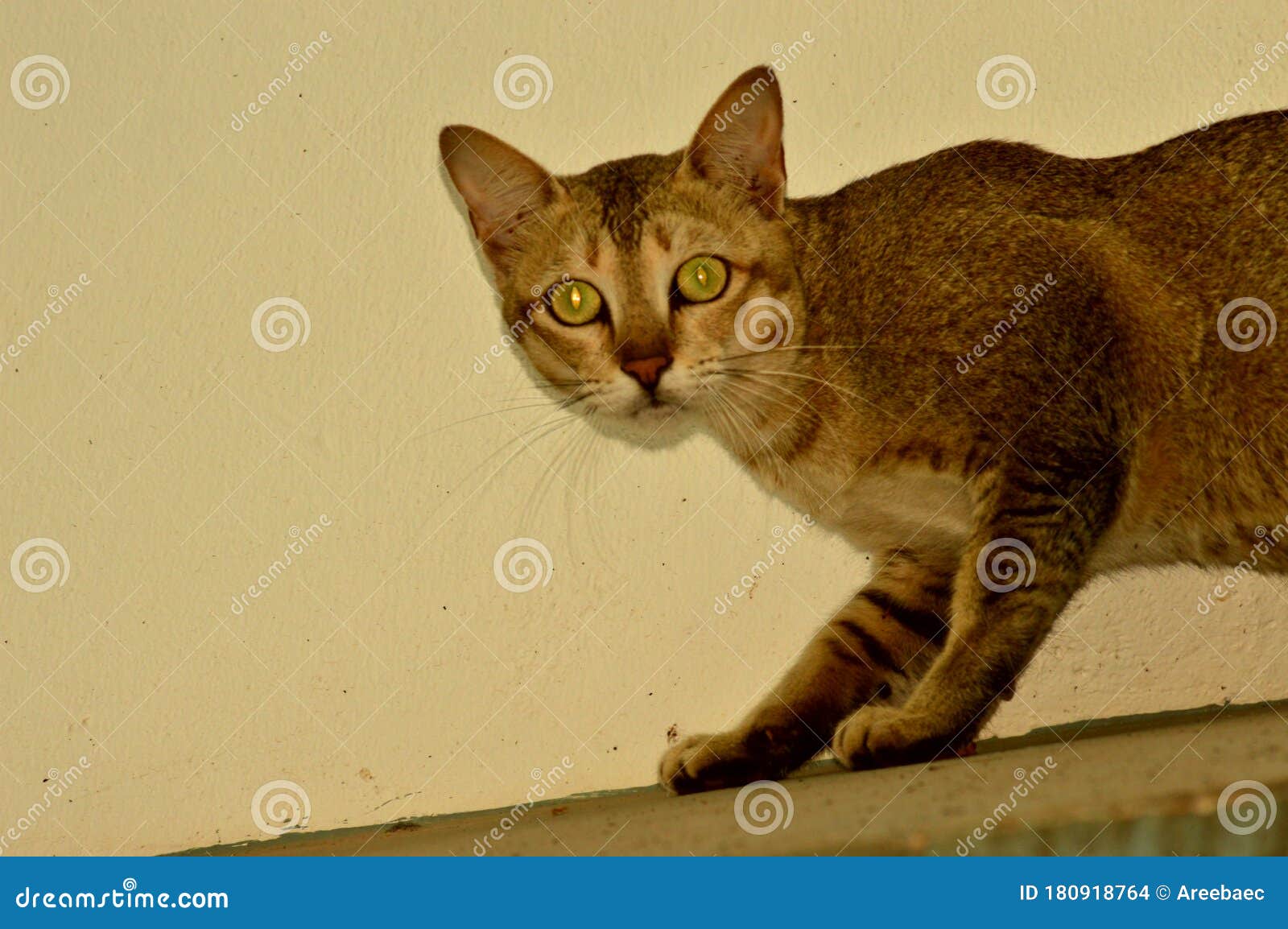 Gato mirando foto de archivo. Imagen de mascota, casero - 180918764