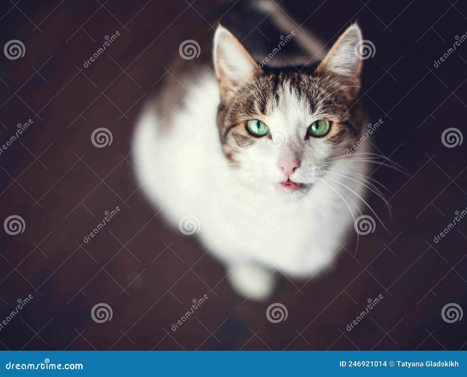 Gato mirando foto de archivo. Imagen de lindo, mirando - 246921014