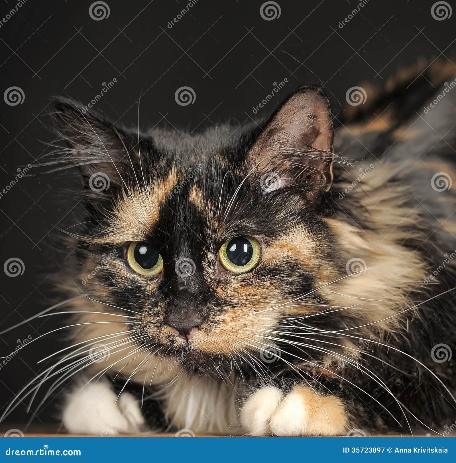 Gato mullido de la concha imagen de archivo. Imagen de preparado - 35723897