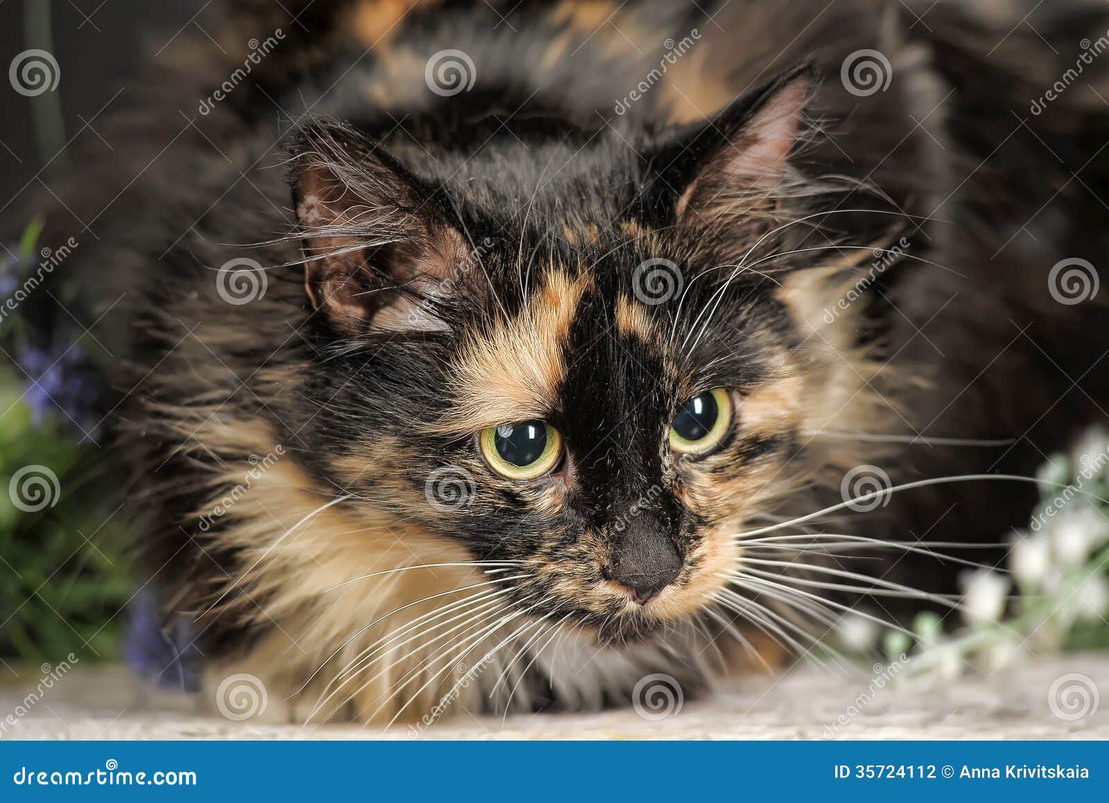 Gato mullido de la concha foto de archivo. Imagen de preparado - 35724112