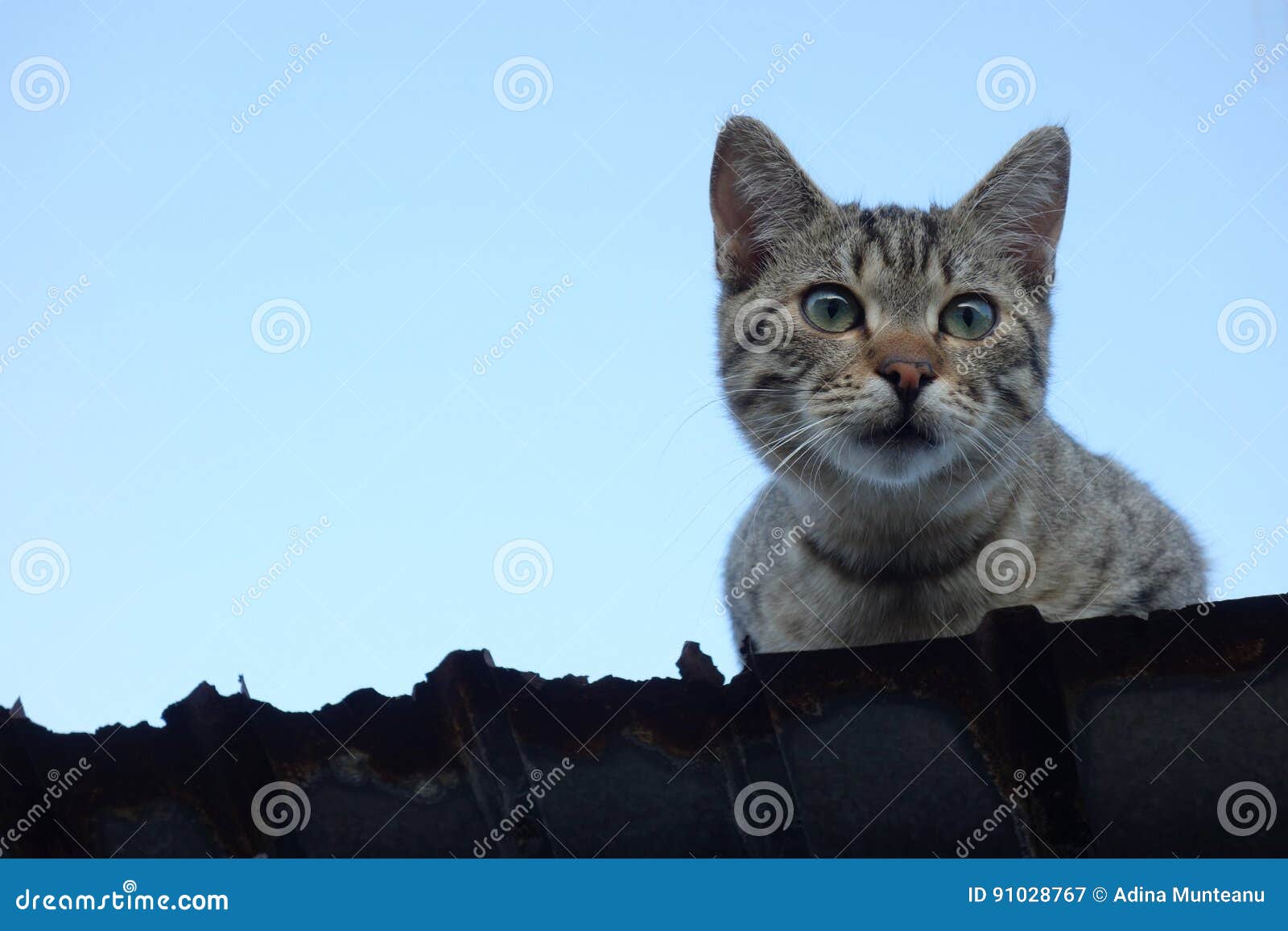 Gato na borda do telhado imagem de stock. Imagem de fofofo - 91028767
