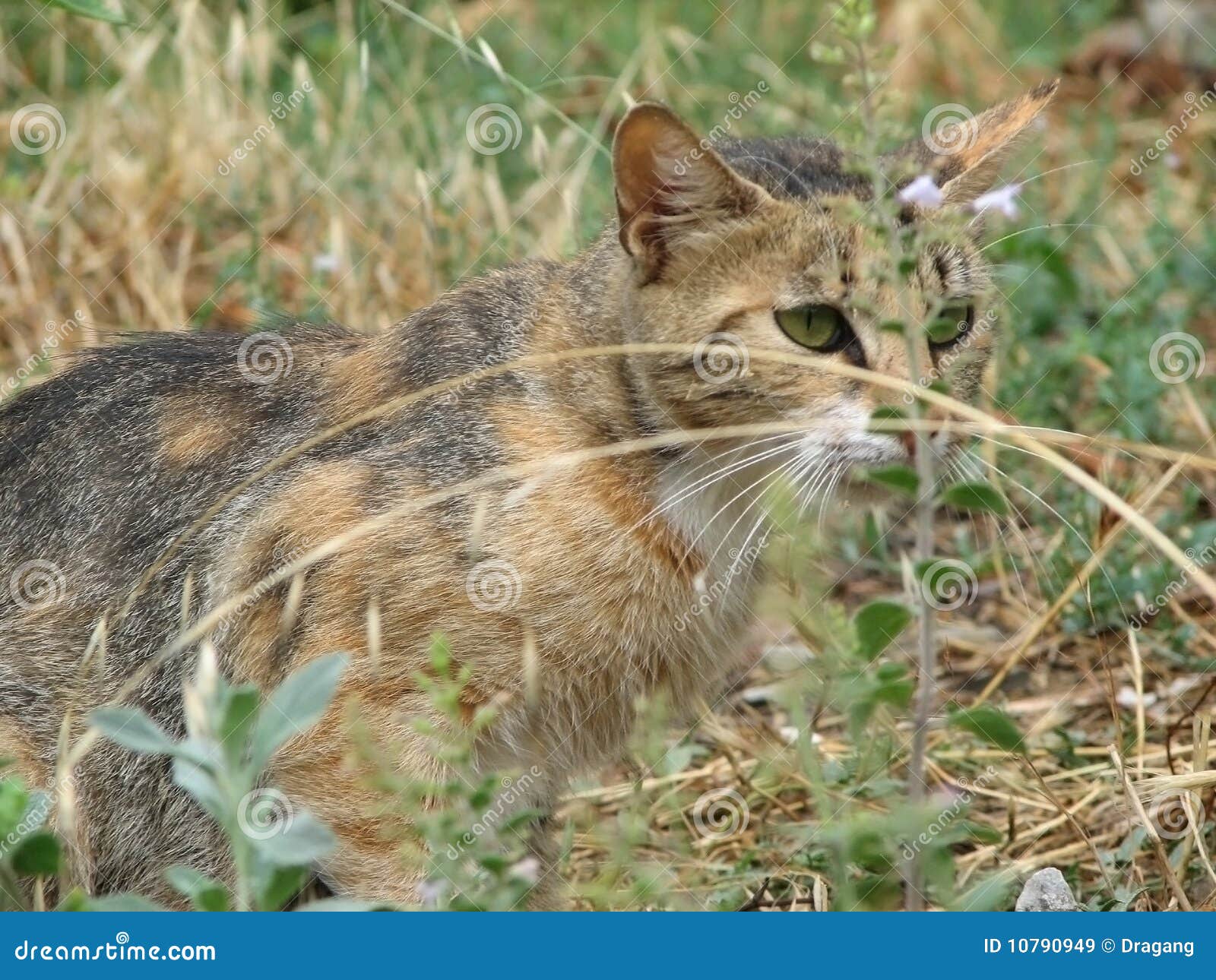 Gato na grama imagem de stock. Imagem de gramado, flor - 10790949