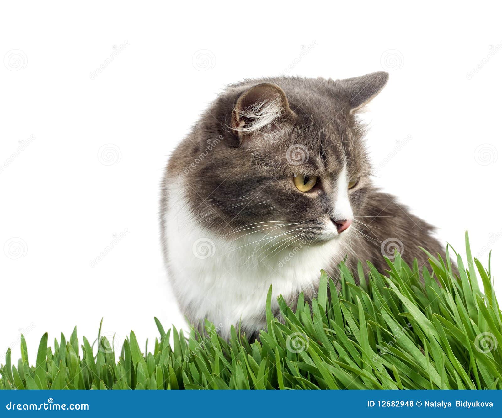 Gato na grama foto de stock. Imagem de grama, gatinho - 12682948