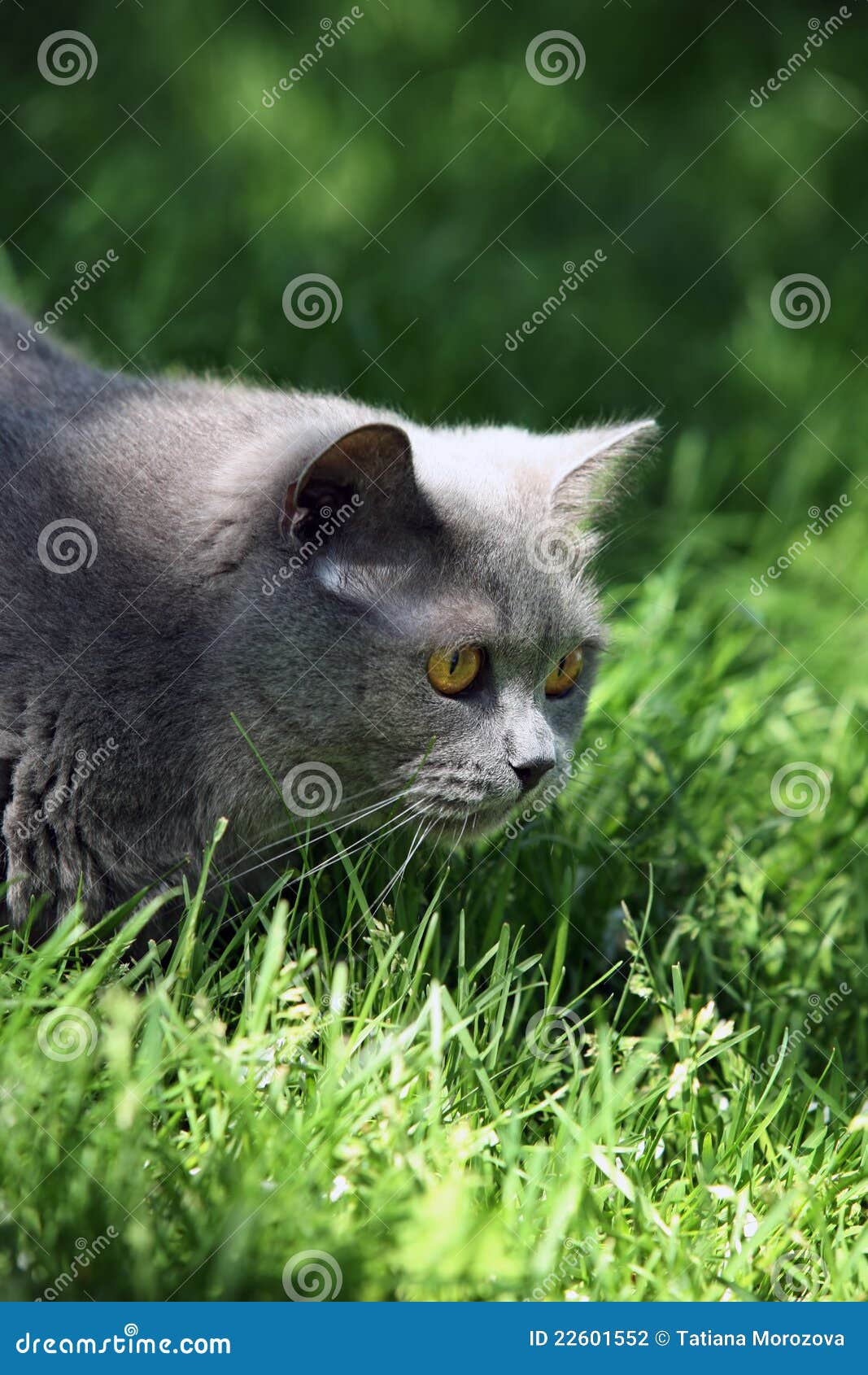 Gato na grama foto de stock. Imagem de pequeno, fofofo - 22601552