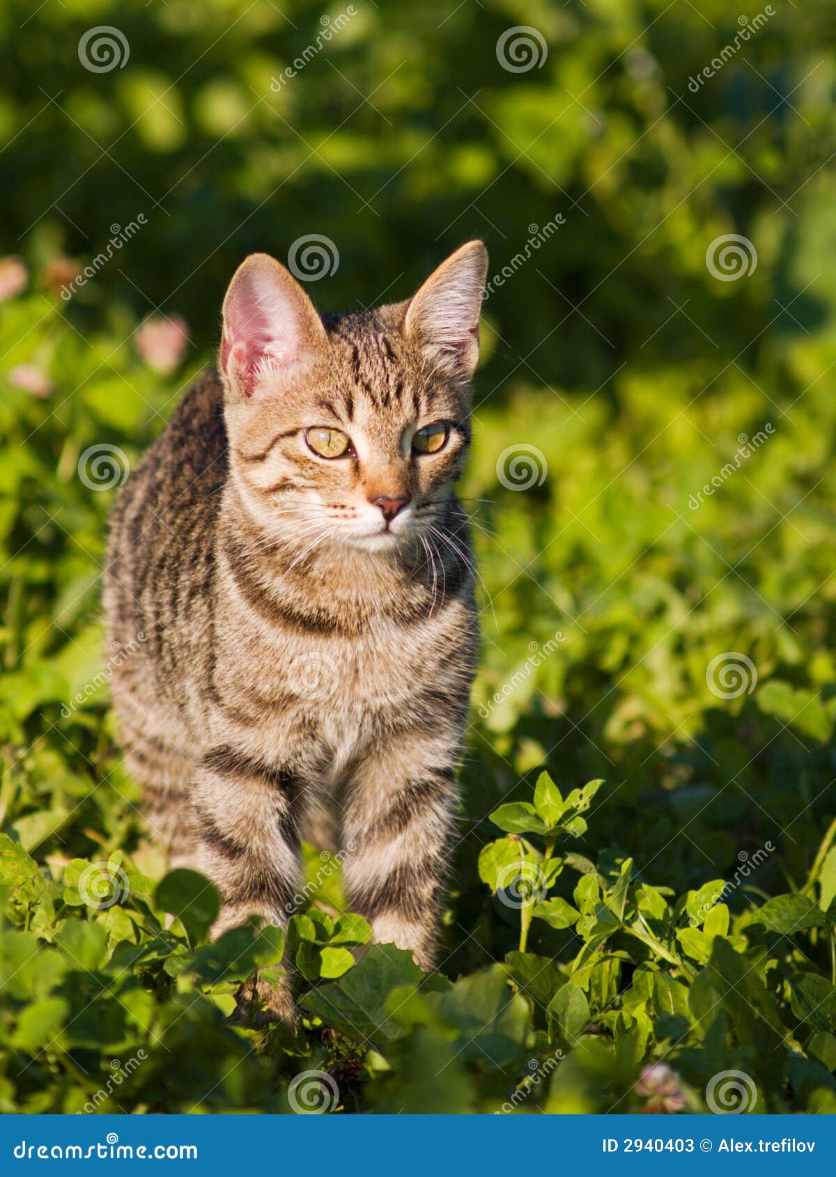 Gato na grama imagem de stock. Imagem de curioso, jardim - 2940403