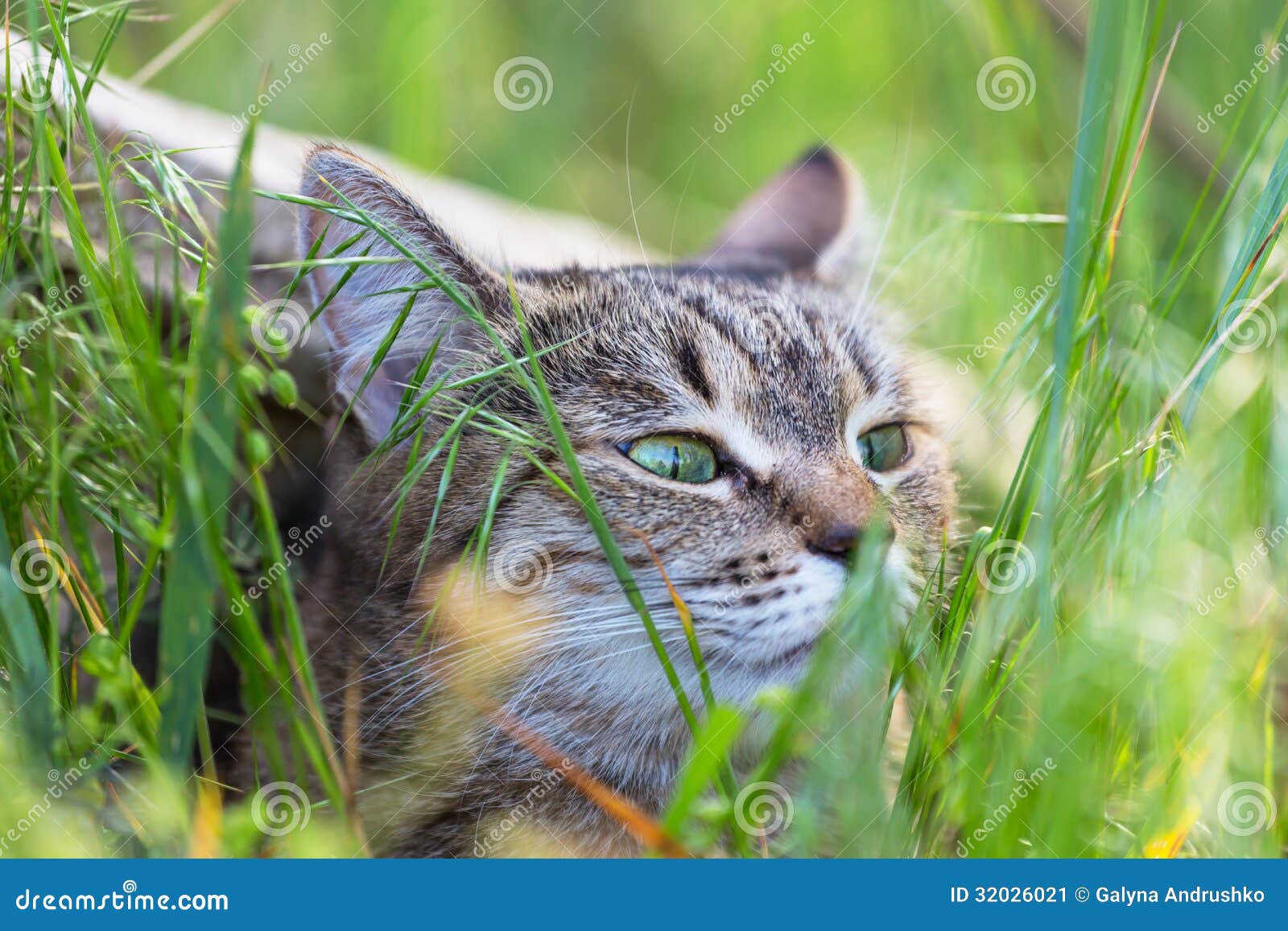 Gato na grama imagem de stock. Imagem de olho, gato, gatinho - 32026021