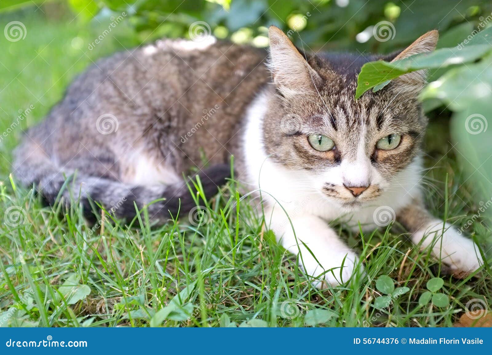 Gato na grama foto de stock. Imagem de macio, grama, gramado - 56744376