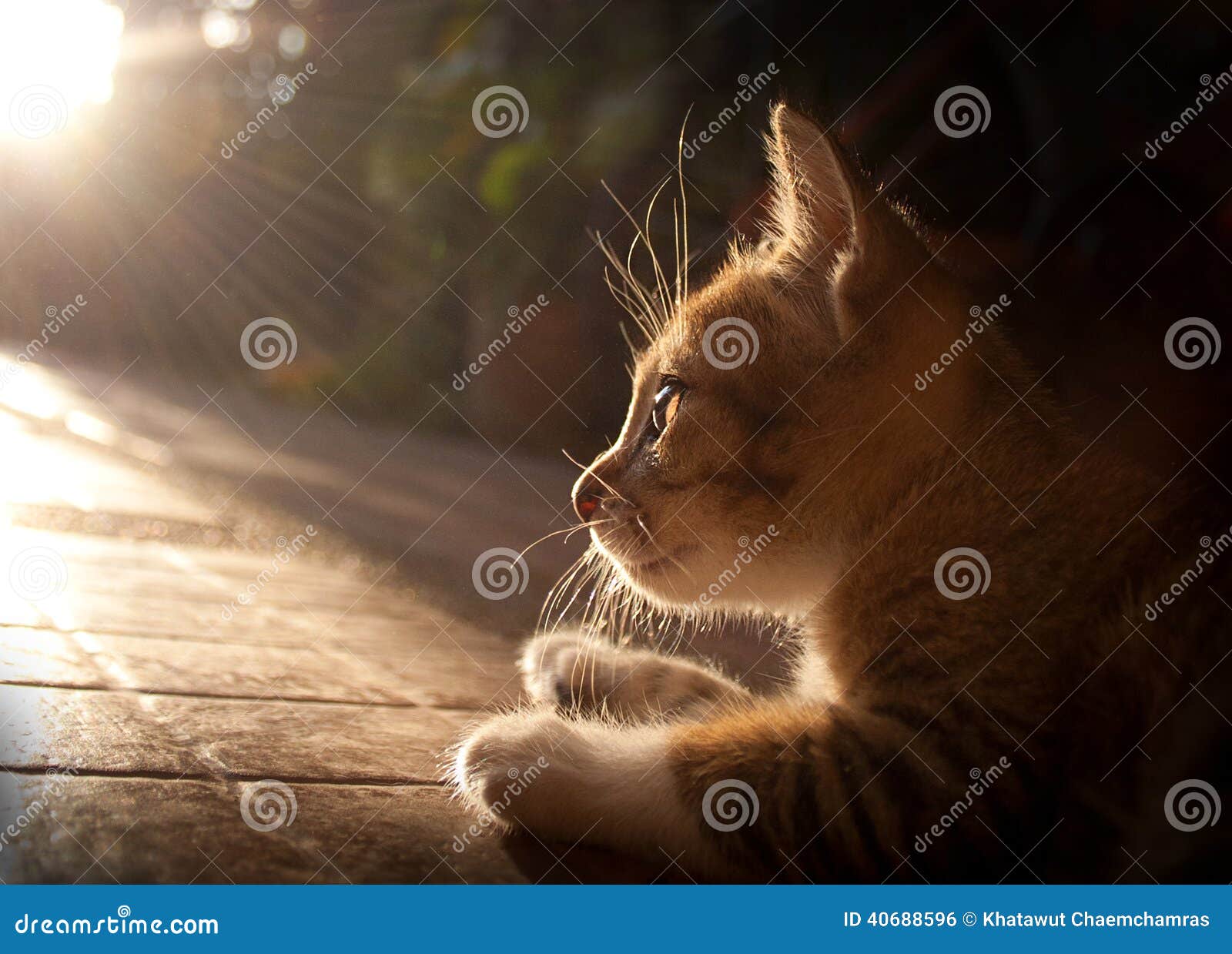 Gato na luz solar foto de stock. Imagem de alaranjado - 40688596