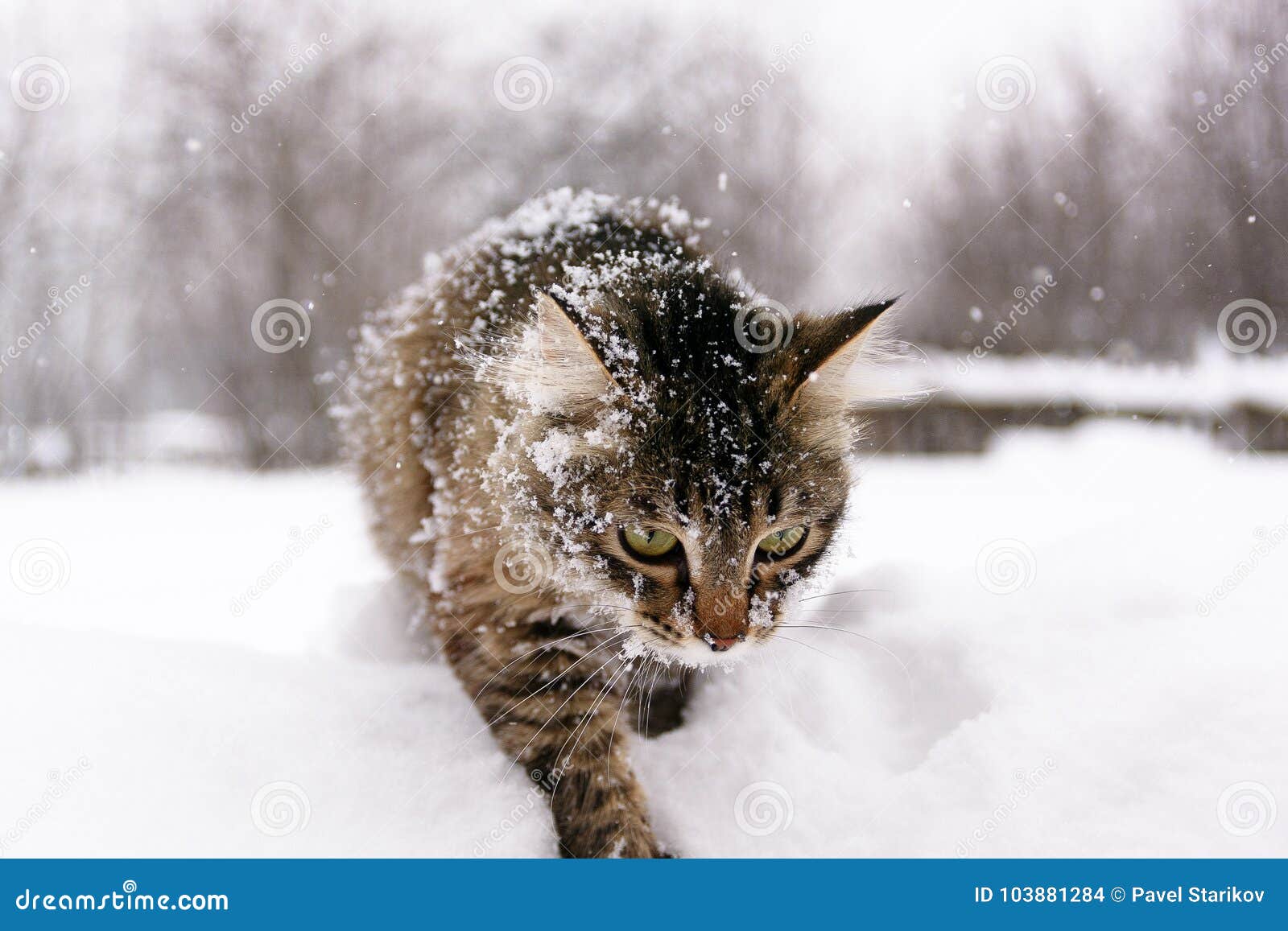 Gato na neve foto de stock. Imagem de geada, norueguês - 103881284