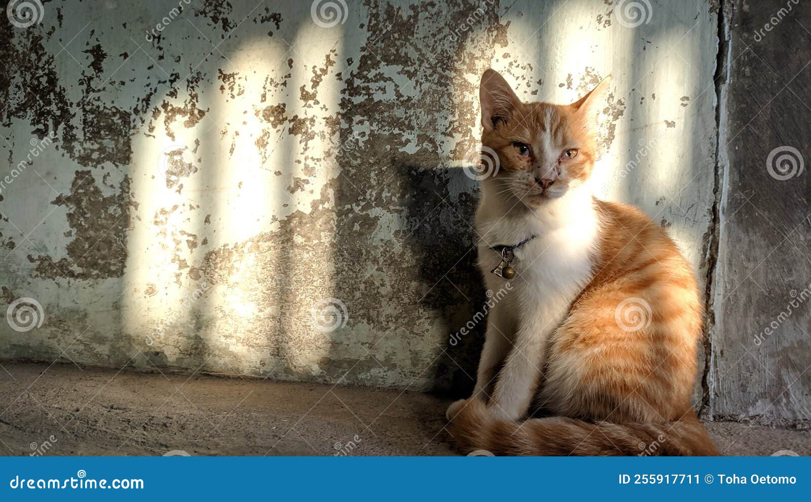 Gato Naranja Sentado En La Pared Imagen de archivo - Imagen de gatito ...