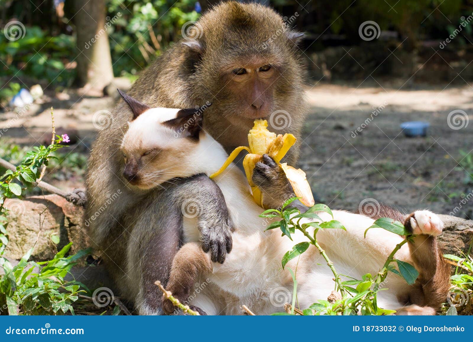 Gato nas mãos de um macaco foto de stock. Imagem de charada - 18733032