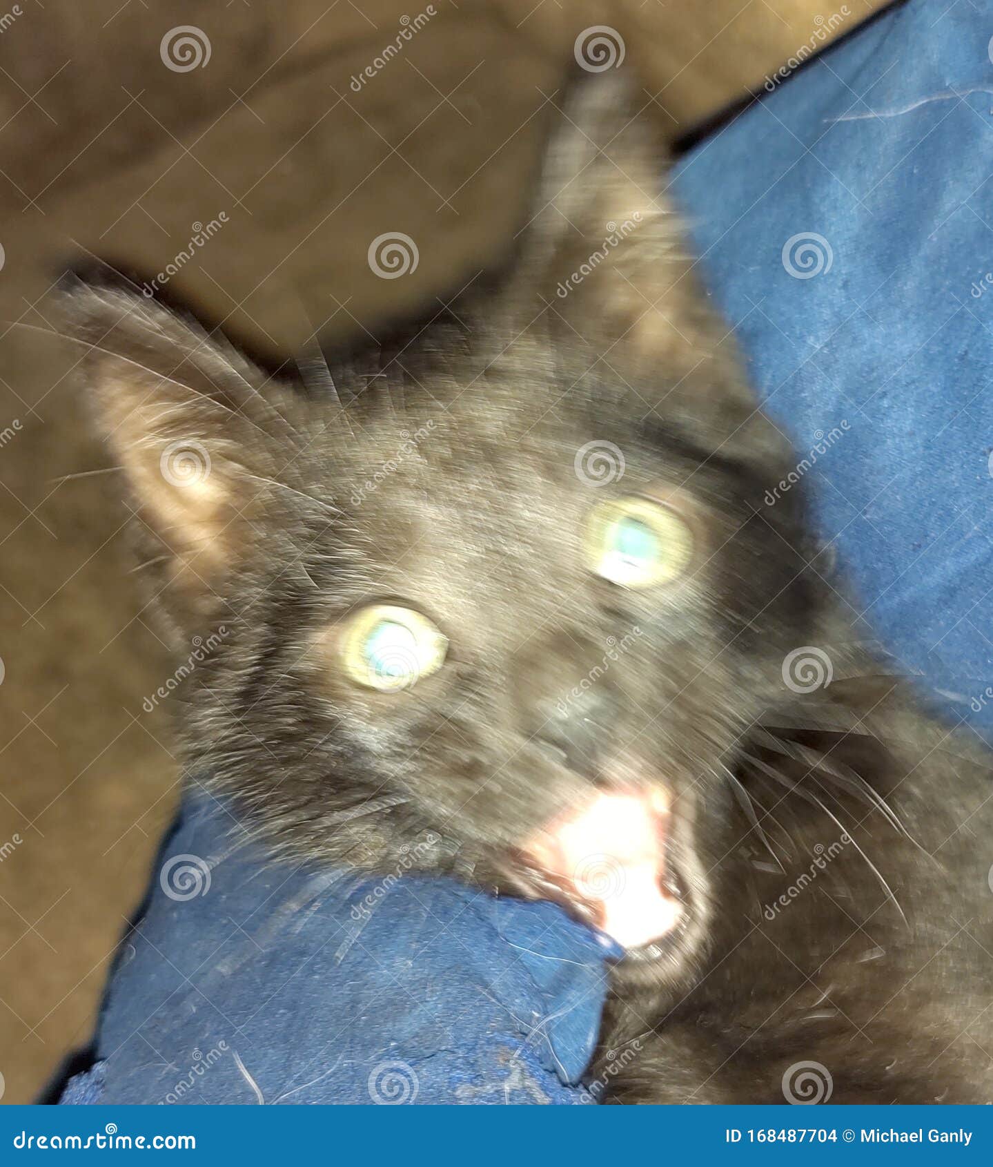 Gato Negro Aterrador Gritando Foto de archivo - Imagen de animal ...