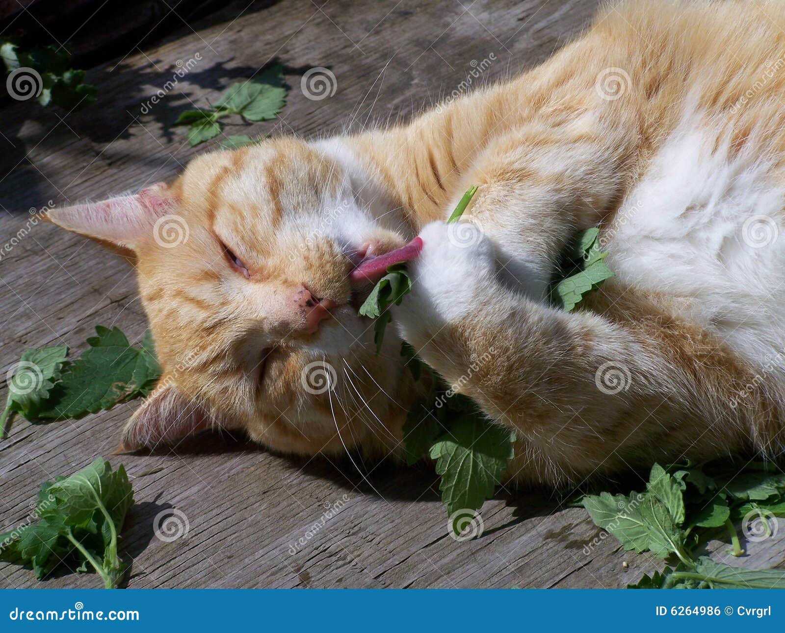 Gato no Catnip foto de stock. Imagem de apedrejado, doméstico - 6264986