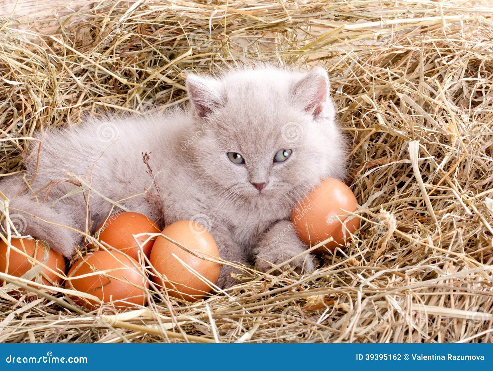 Gato no ninho com ovos. foto de stock. Imagem de câmara - 39395162