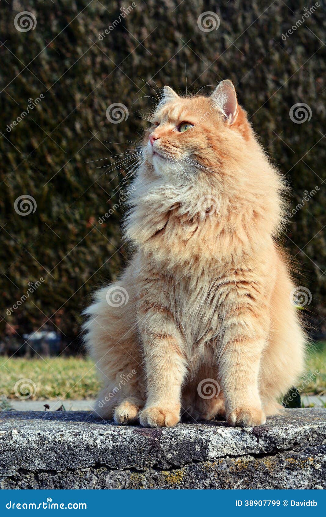 Gato orgulloso hermoso imagen de archivo. Imagen de mascota - 38907799