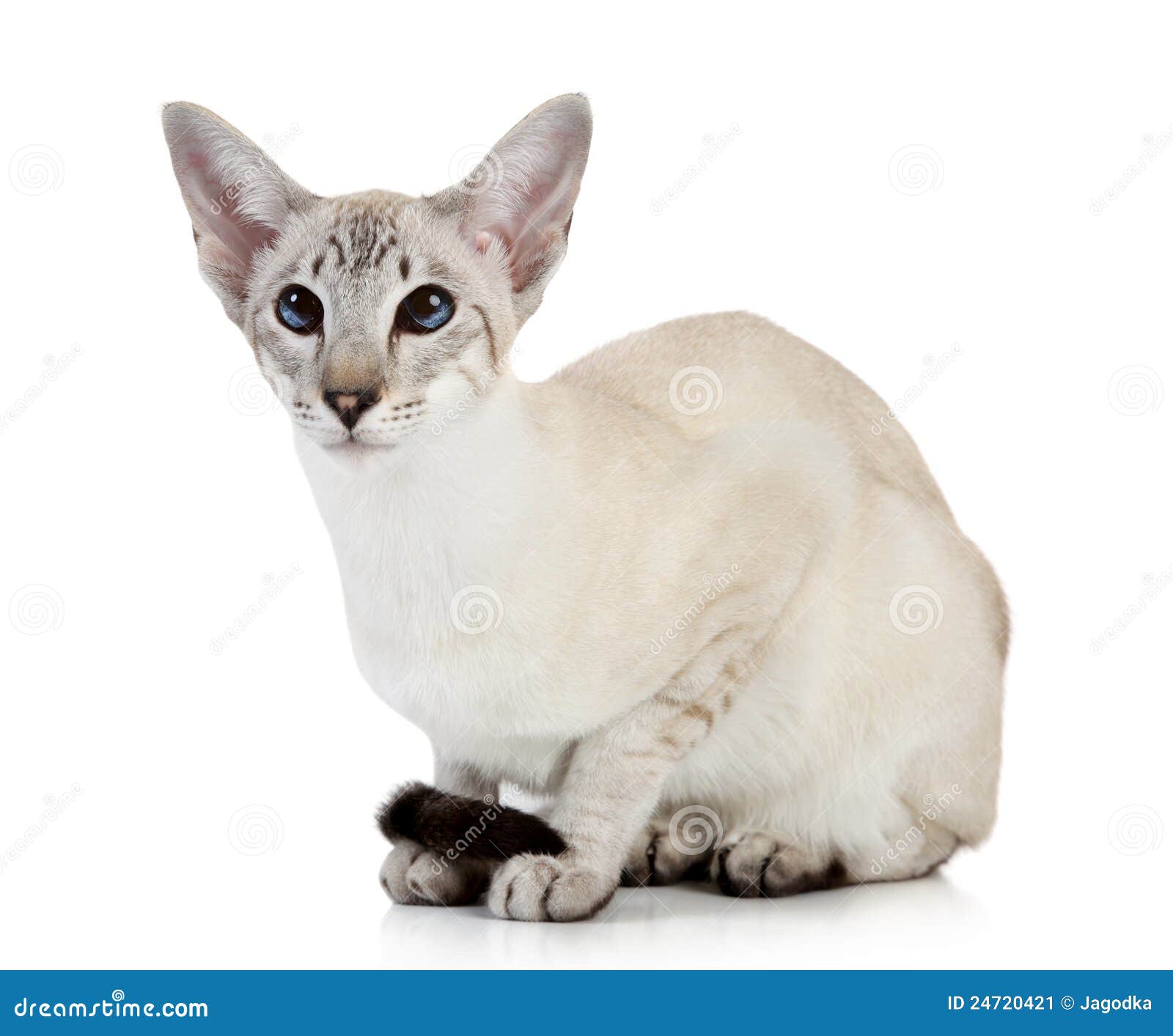 Gato Oriental Del Blue-point Imagen de archivo - Imagen de oriental ...