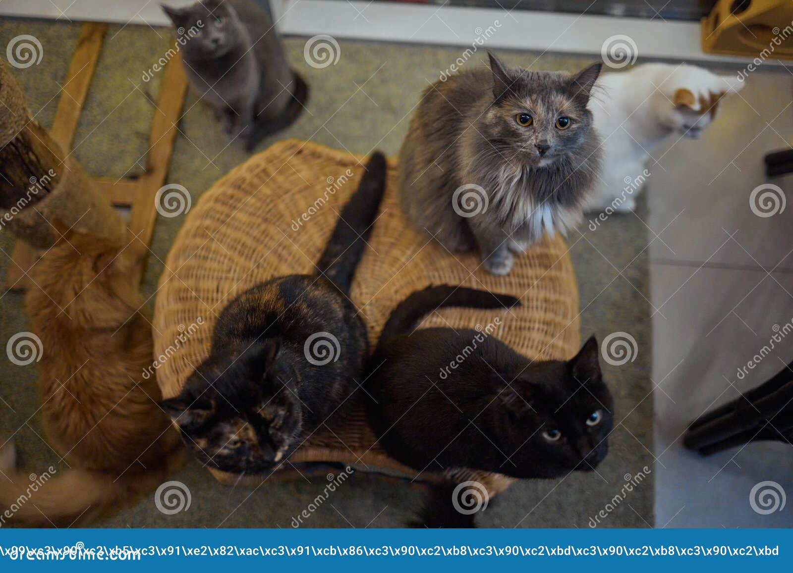 Gato Parado En Sus Patas Traseras Pide Comida. Foto de archivo - Imagen ...