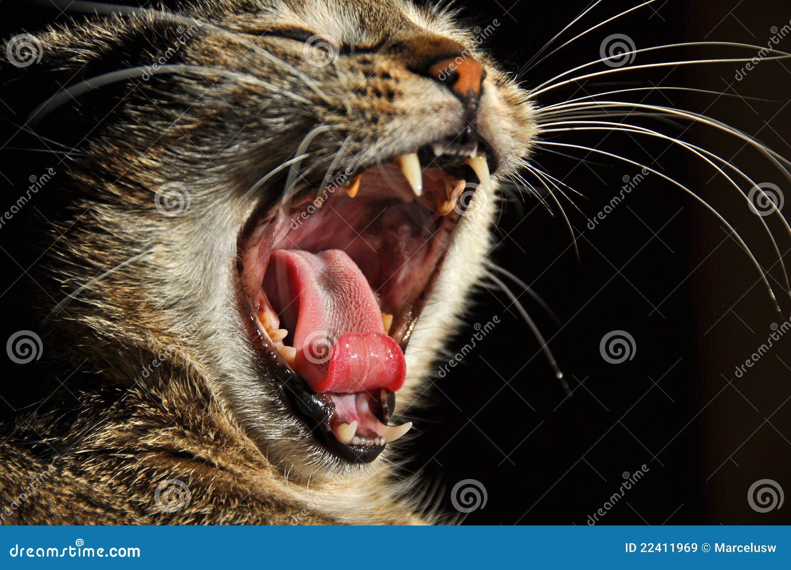 Gato pasmado imagem de stock. Imagem de afiado, dentes - 22411969