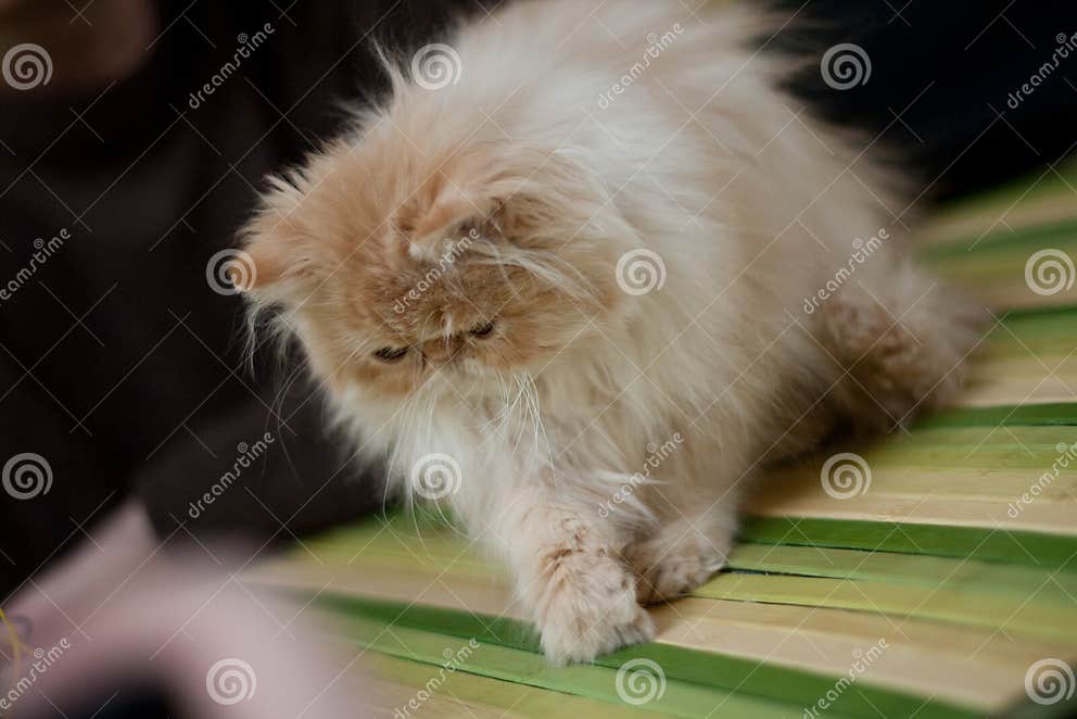 Gato persa foto de stock. Imagem de persa, gatinho, amarelo - 13332262