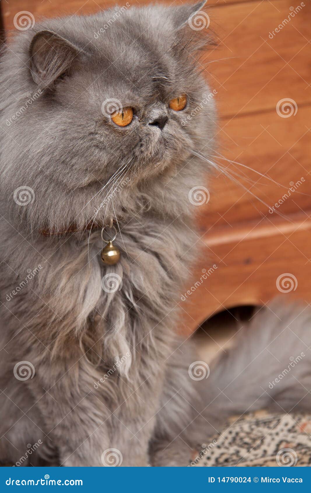 Gato persa foto de stock. Imagem de haired, gato, furry - 14790024