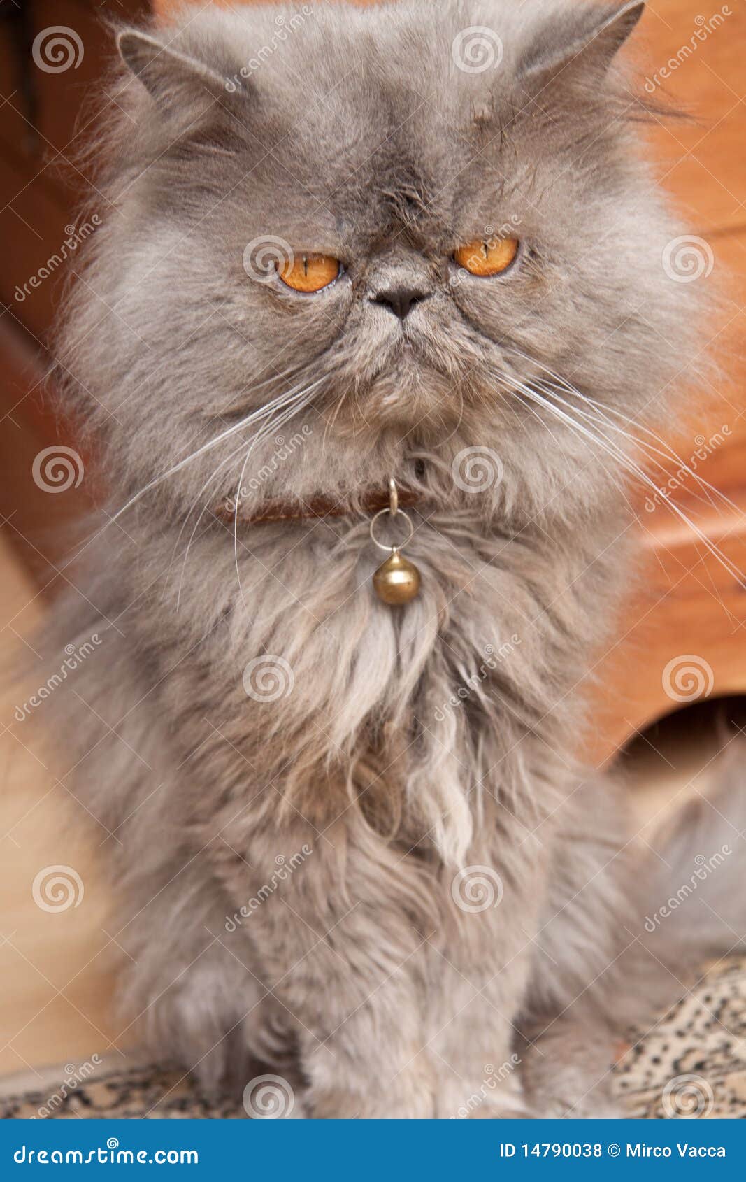 Gato persa foto de stock. Imagem de focinho, persa, cabeleira - 14790038