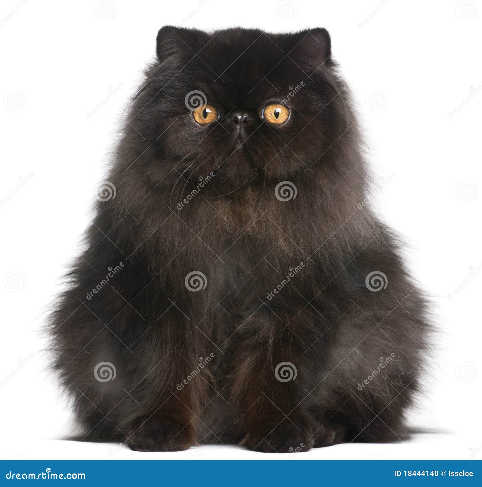 3,575 Gato Persa Preto Fotos - Fotos de Stock Gratuitas e Fotos Royalty ...