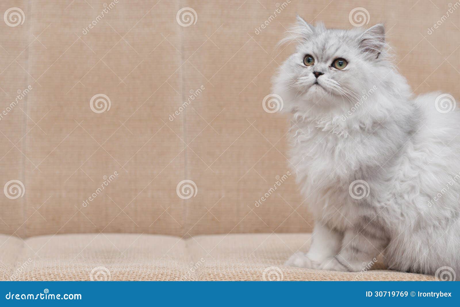 Gato persa branco imagem de stock. Imagem de povos, consideravelmente ...